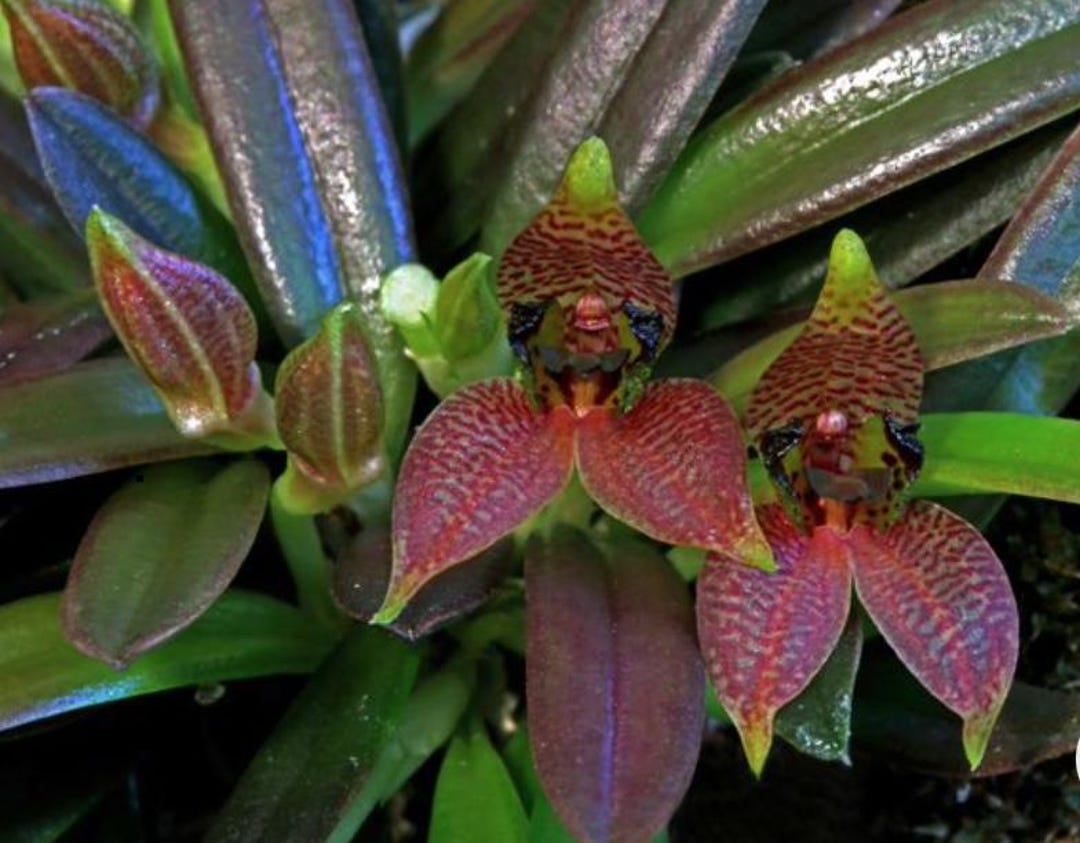 Miniature Orchid Dryadella Cristata - Etsy