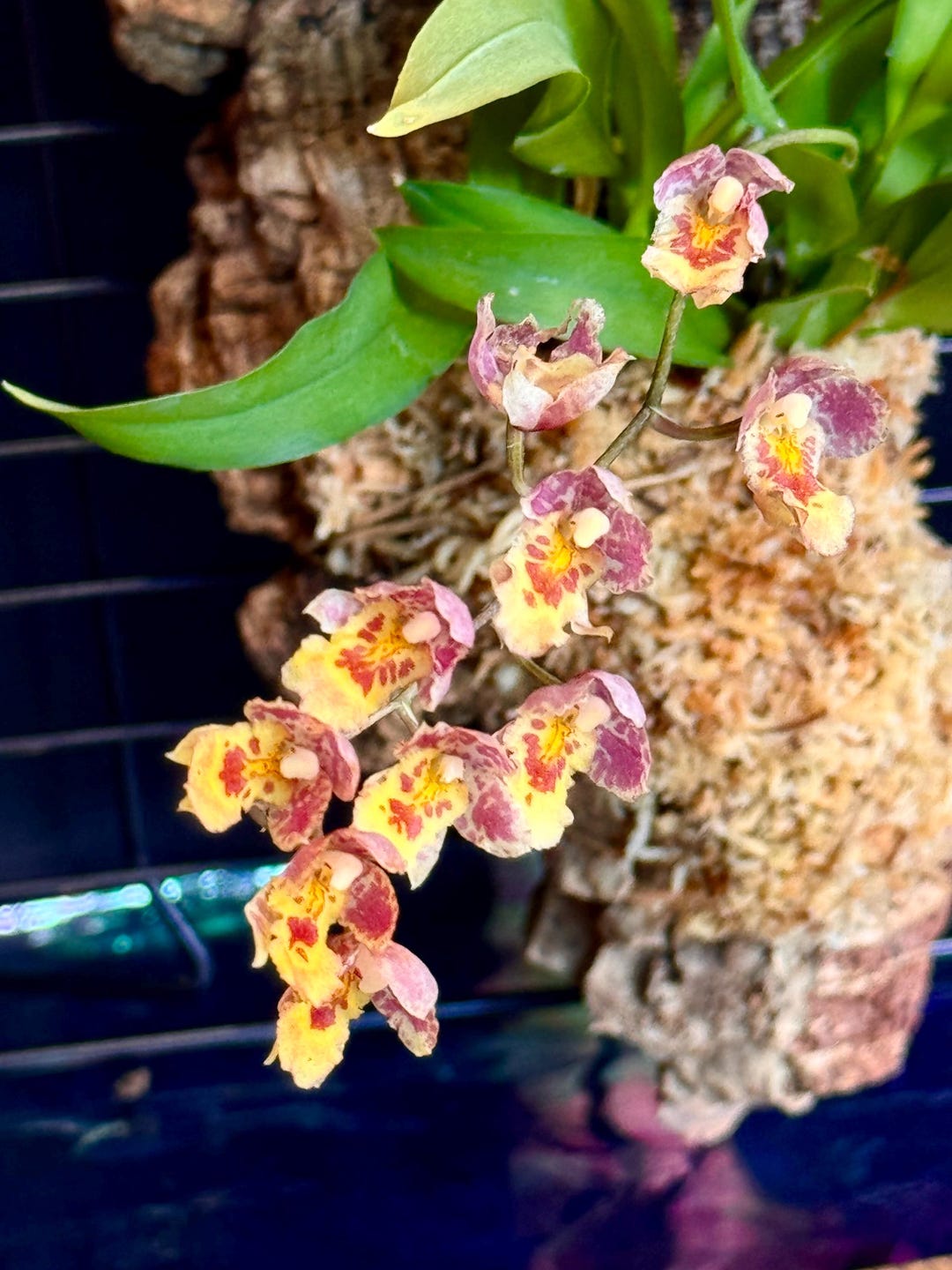 Howeara Lava Burst ‘ Pacific Sunrise’ Oncidium Orchid Family - Etsy