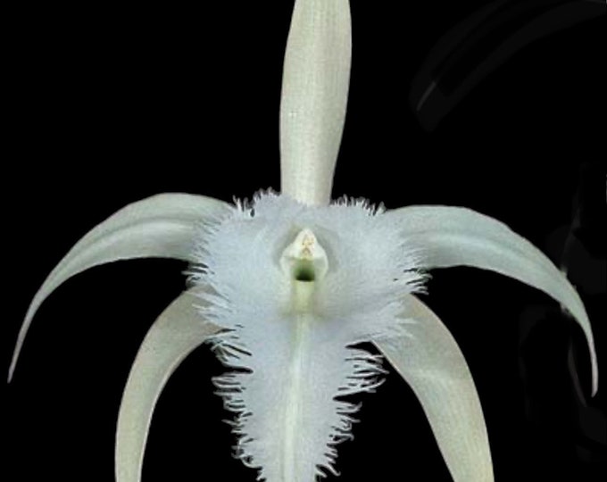 Orchid B. David Sander 'svo" AM/AOS (brassavola Cucullata X ...