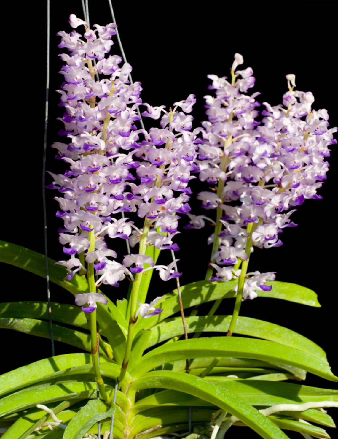 Orchid Rhynchostylis Coelestis X Sib Blue Species Orchid - Etsy