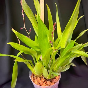 Chocolate Orchid Oncidium Sharry Baby 'ruby Doll' - Etsy