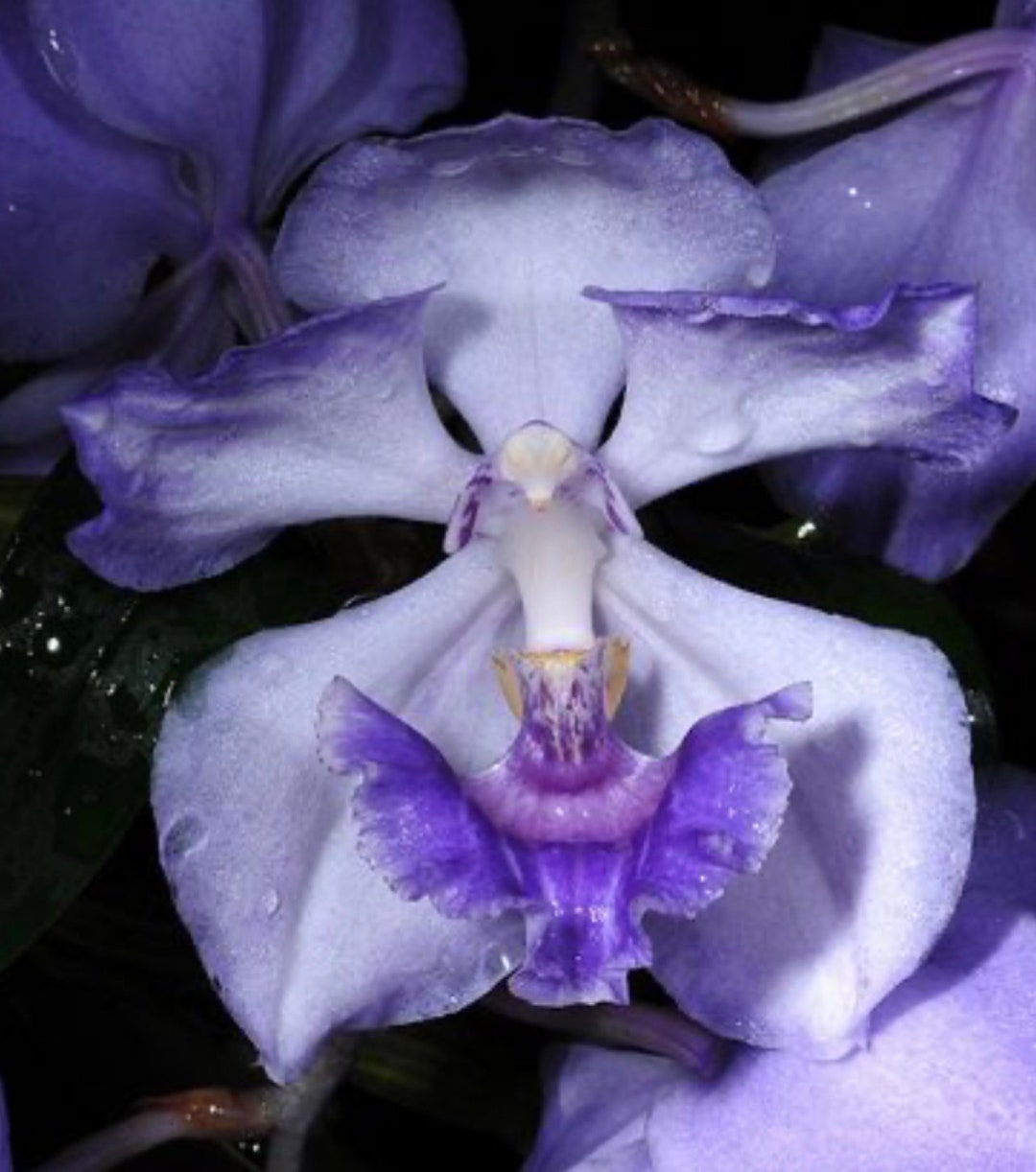 Blue Orchid Acacallis Cyanea Starter Seedling - Etsy