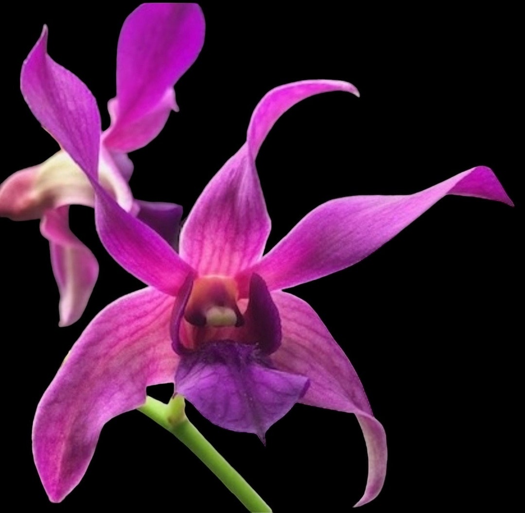 Dendrobium Jacquelyn Thomas ‘wally Murazane’ (seedlings) - Etsy