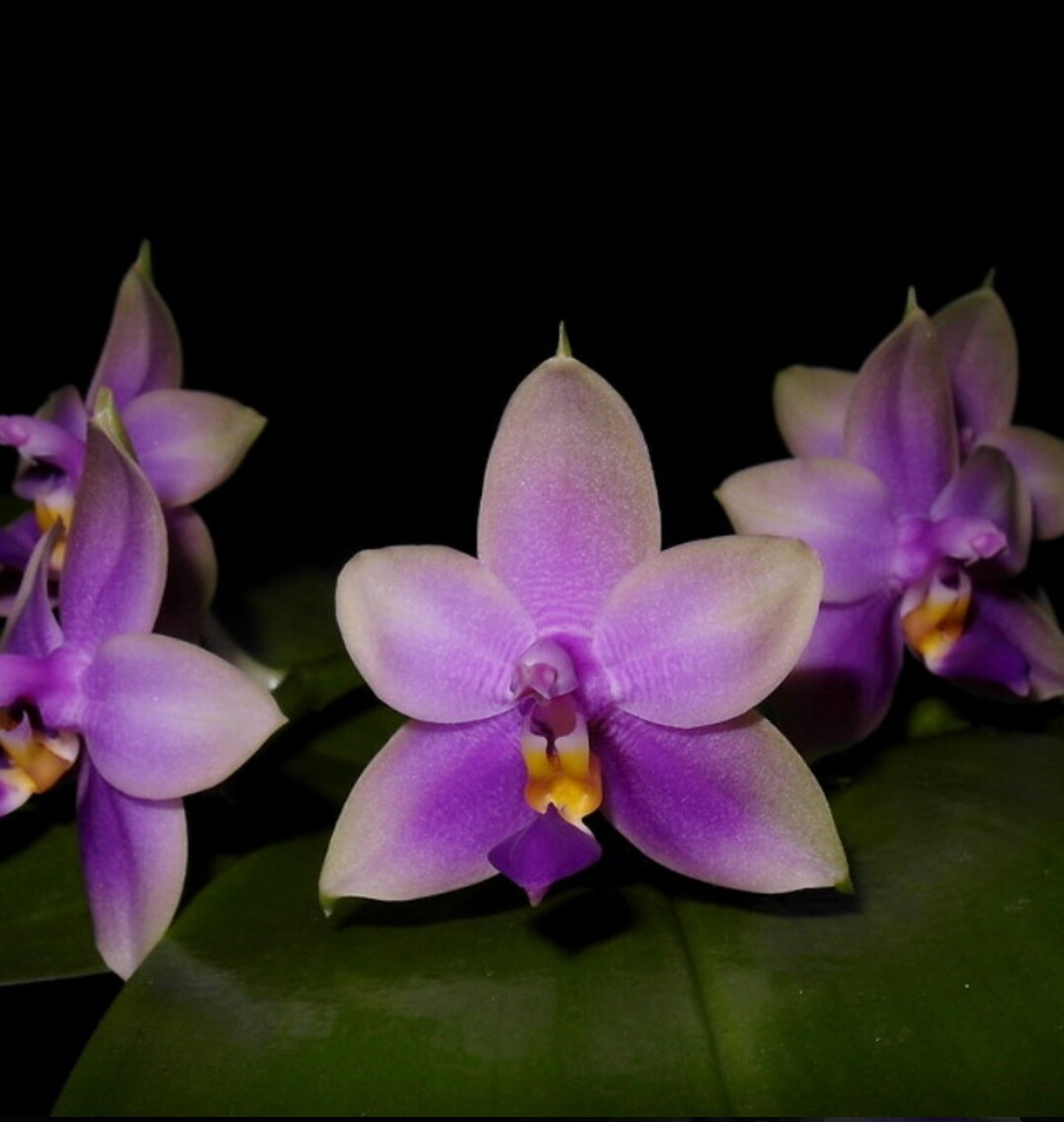 Phalaenopsis Samera (violacea Indigo' X Bellina Coerulea) - FRAGRANT ...