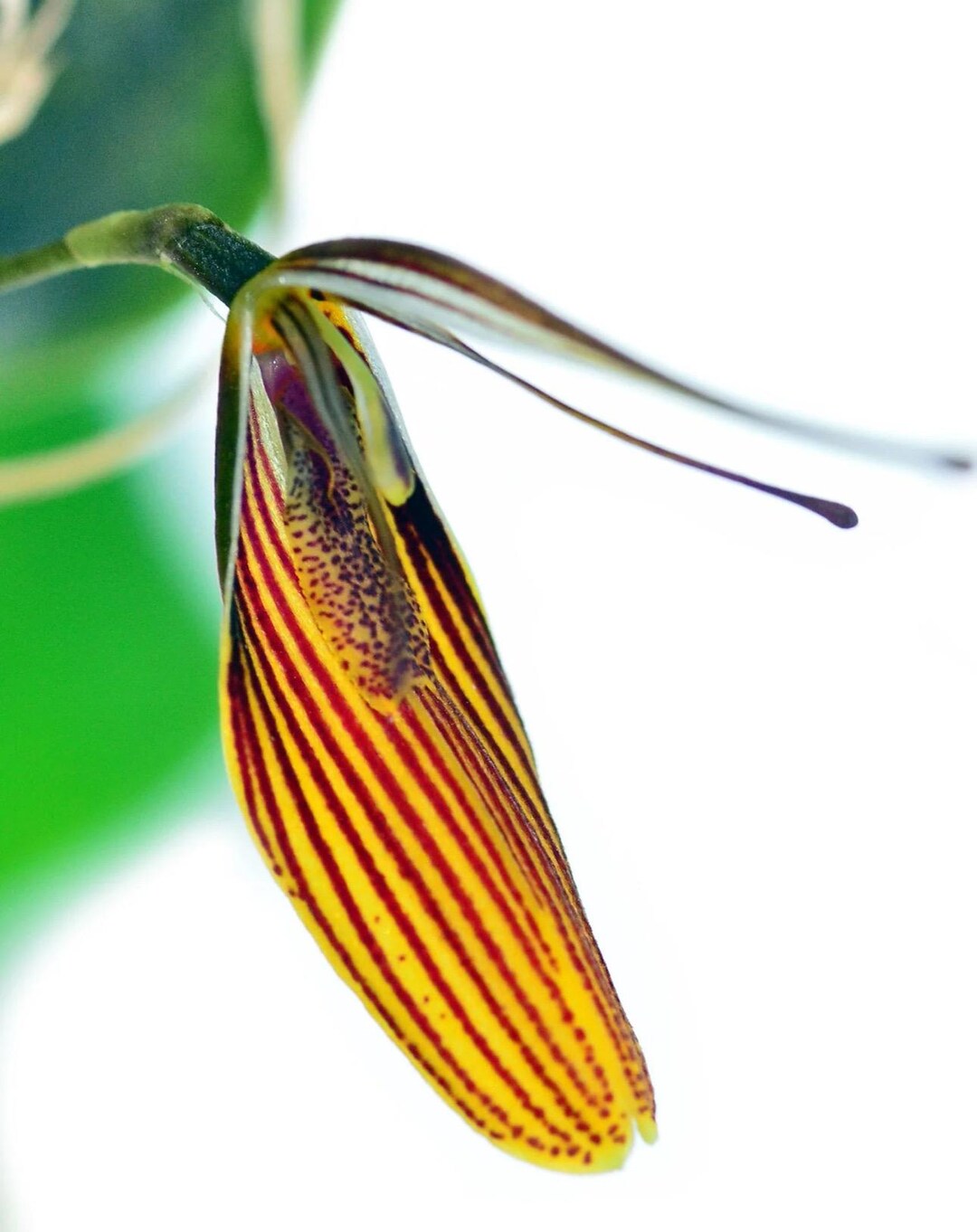 Restrepia Tabeae Species Orchid - Etsy