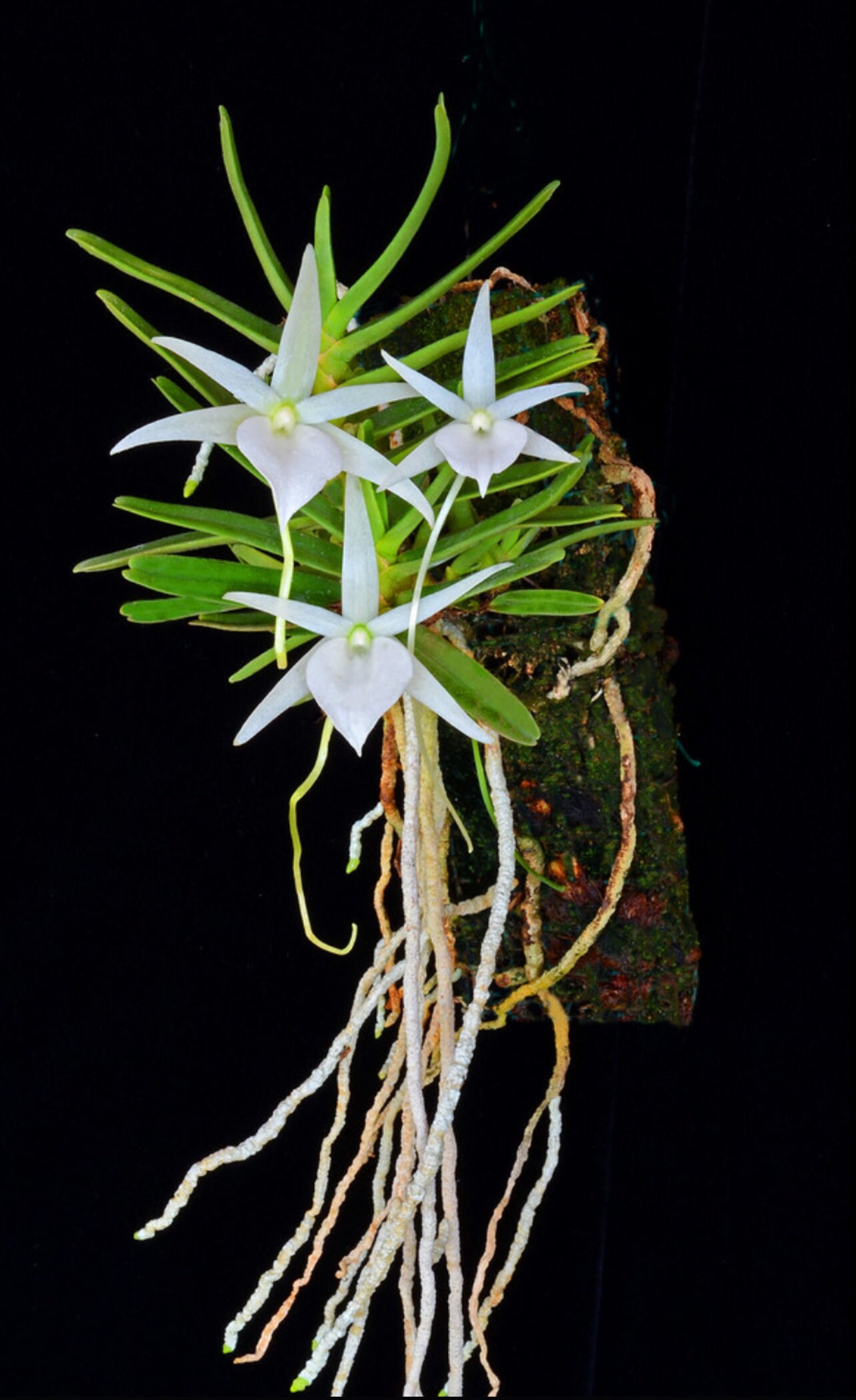 Angraecum Didieri Orchid Miniature Species - Etsy