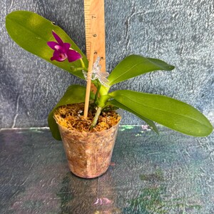 Phalaenopsis Sapphire's Galah (phal. Purple Martin × Phal. Violacea) - Etsy