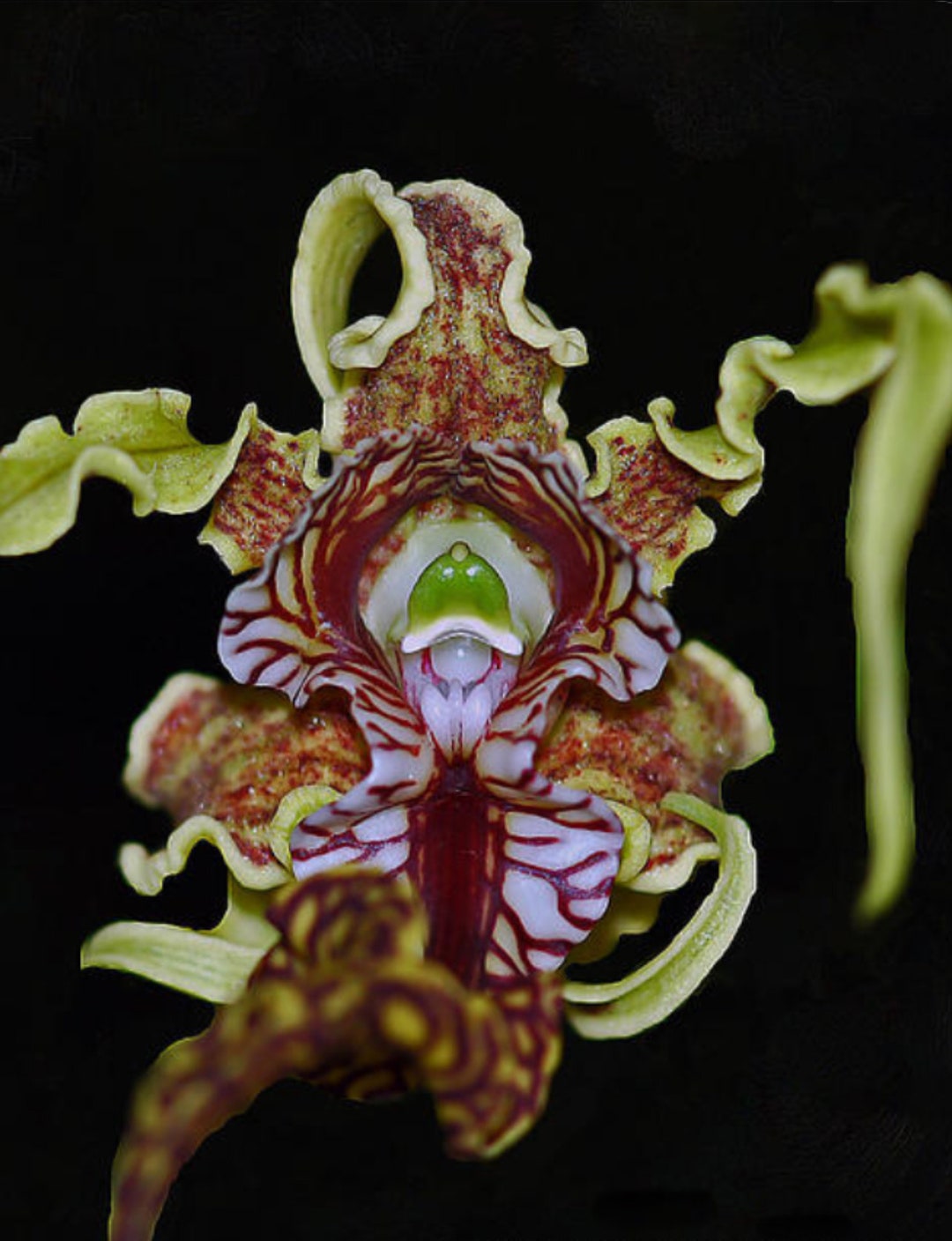 Unique Orchid Dendrobium Spectabile X Sib - Etsy