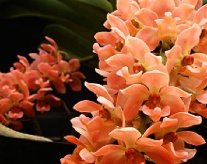 Foxtail Orchid Rhynchostylis Gigantea ‘orange’ - Etsy