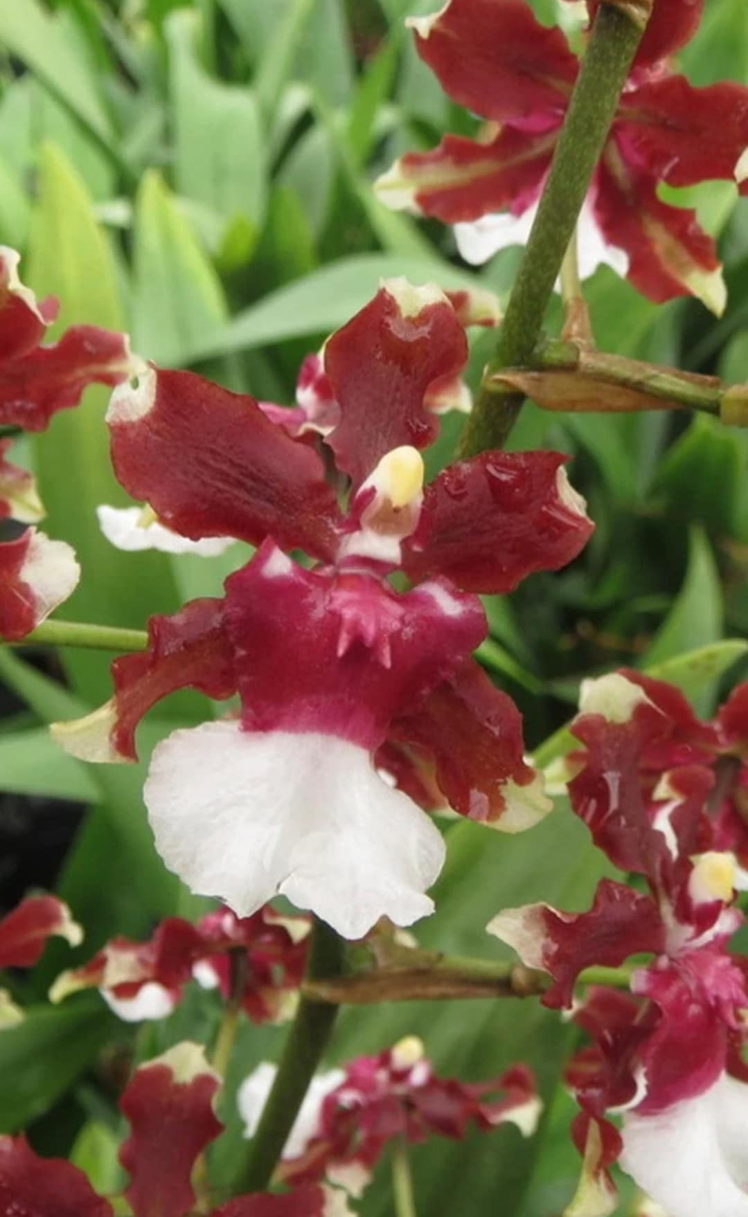 In Bloom Orchid Oncidium Aka Baby ‘raspberry Chocolate ’ HCC/AOS - Etsy