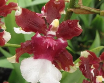 Oncidium Aka Baby raspberry Chocolate HCC/AOS 3.5 Pot - Etsy