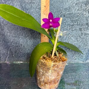 Phalaenopsis Sapphire's Galah (phal. Purple Martin × Phal. Violacea) - Etsy