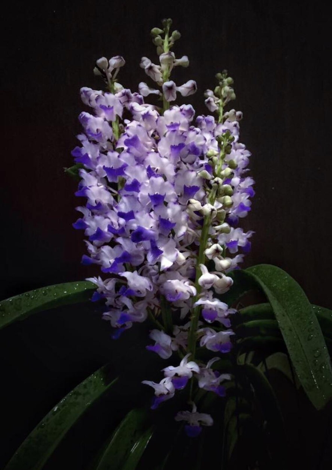 Orchid Rhynchostylis Coelestis X Sib Blue Species Orchid - Etsy