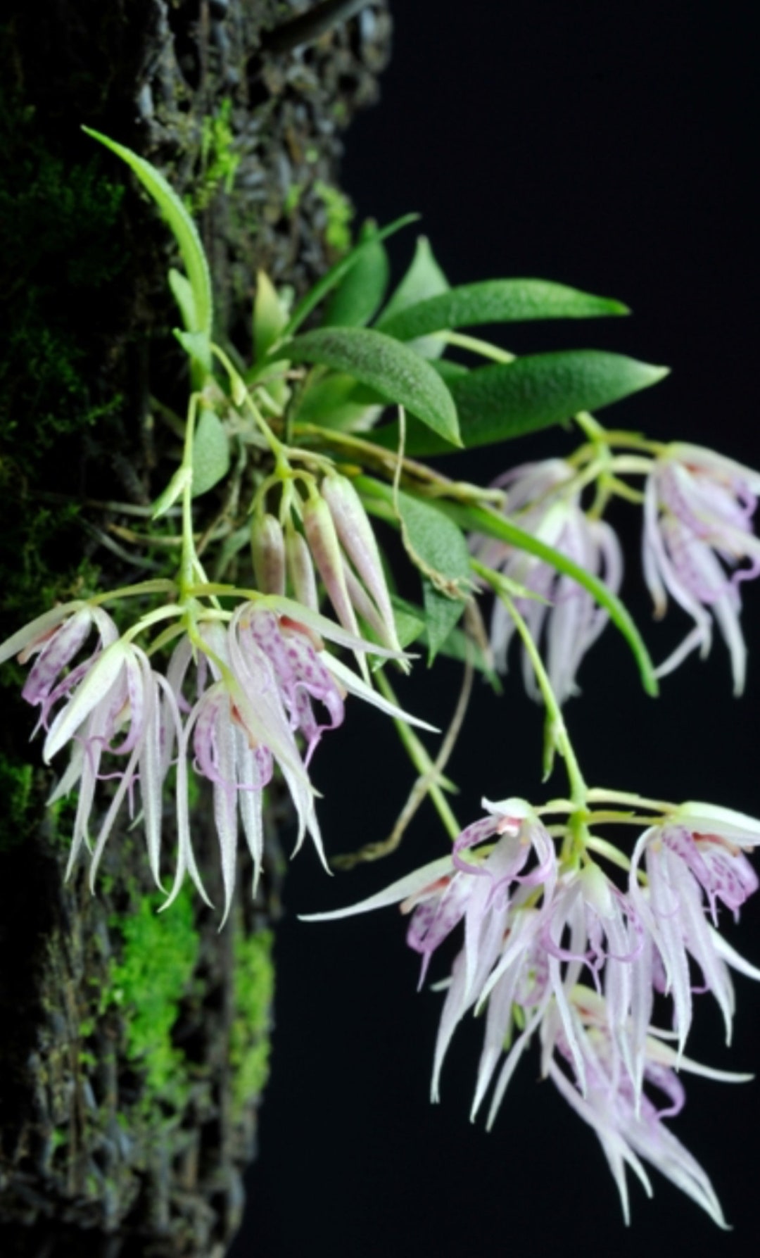 Macroclinium Dalstromii Ultra Miniature Orchid - Etsy