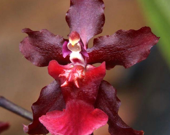 Chocolate Orchid Oncidium Sharry Baby 'ruby Doll' - Etsy