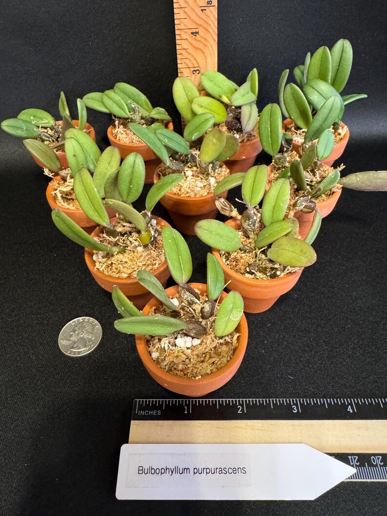 Bulbophyllum Purpurascens Species Orchid - Etsy
