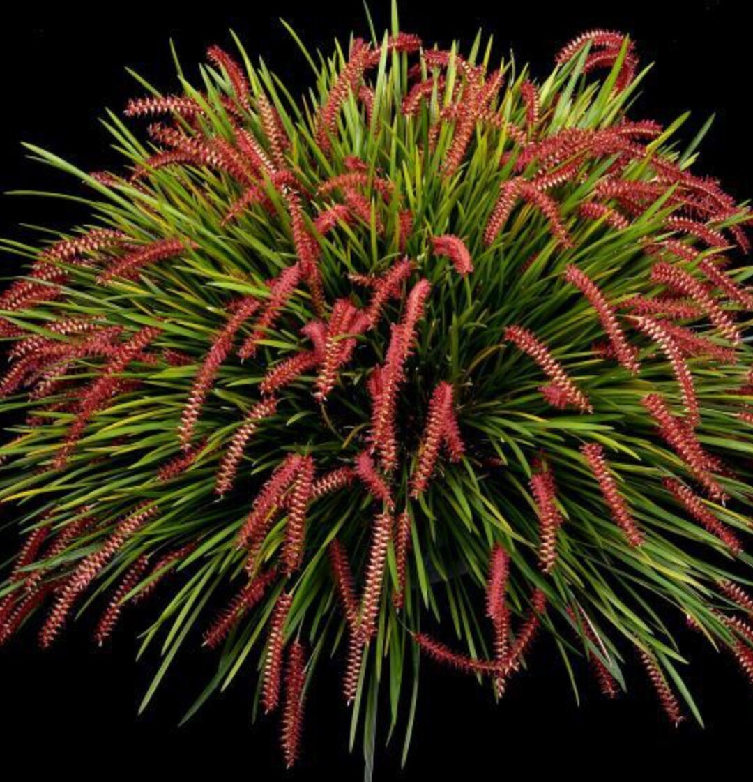 Red Orchid Dendrochillum Wenzelii ‘kapoho Fire’ - Etsy
