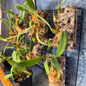 Bulbophyllum Daisy Chain Orchid Hybrid Potted in 3" or Mounted BS - Etsy