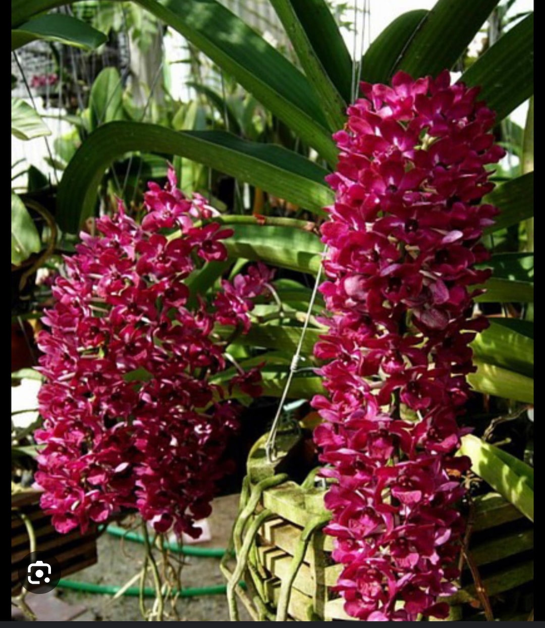 Orchid Rhynchostylis Gigantea ‘red’ - Etsy