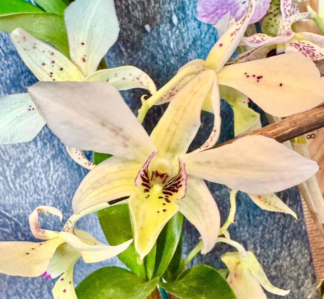 Dendrobium Roy Tokunaga Var. Semi Alba - Etsy