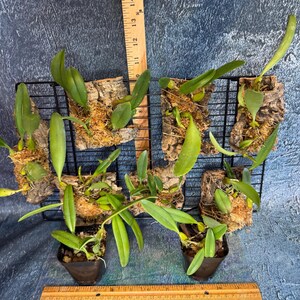 Bulbophyllum Daisy Chain Orchid Hybrid Potted in 3" or Mounted BS - Etsy