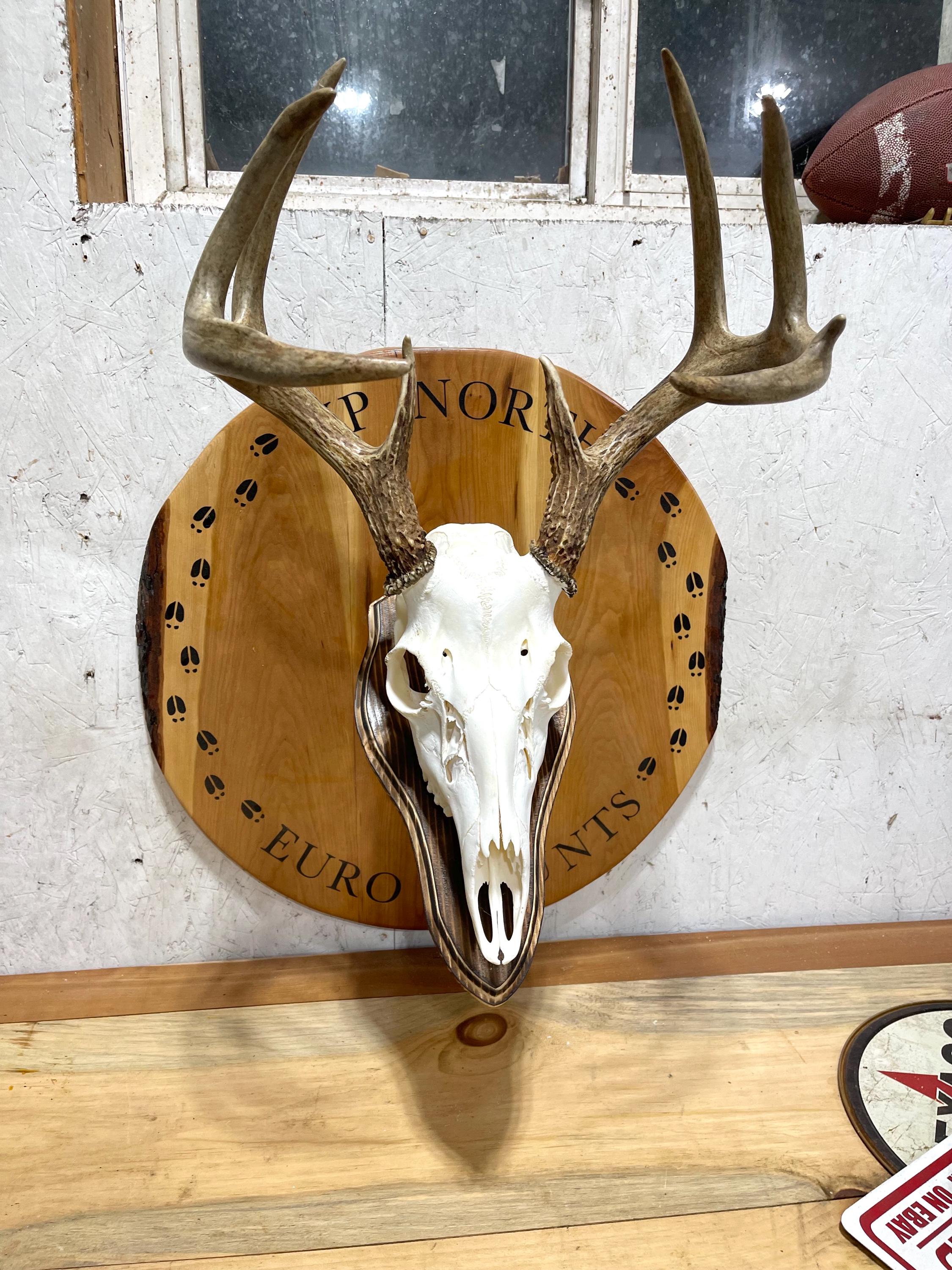 Wall Mounted Euro Mount Display - Etsy