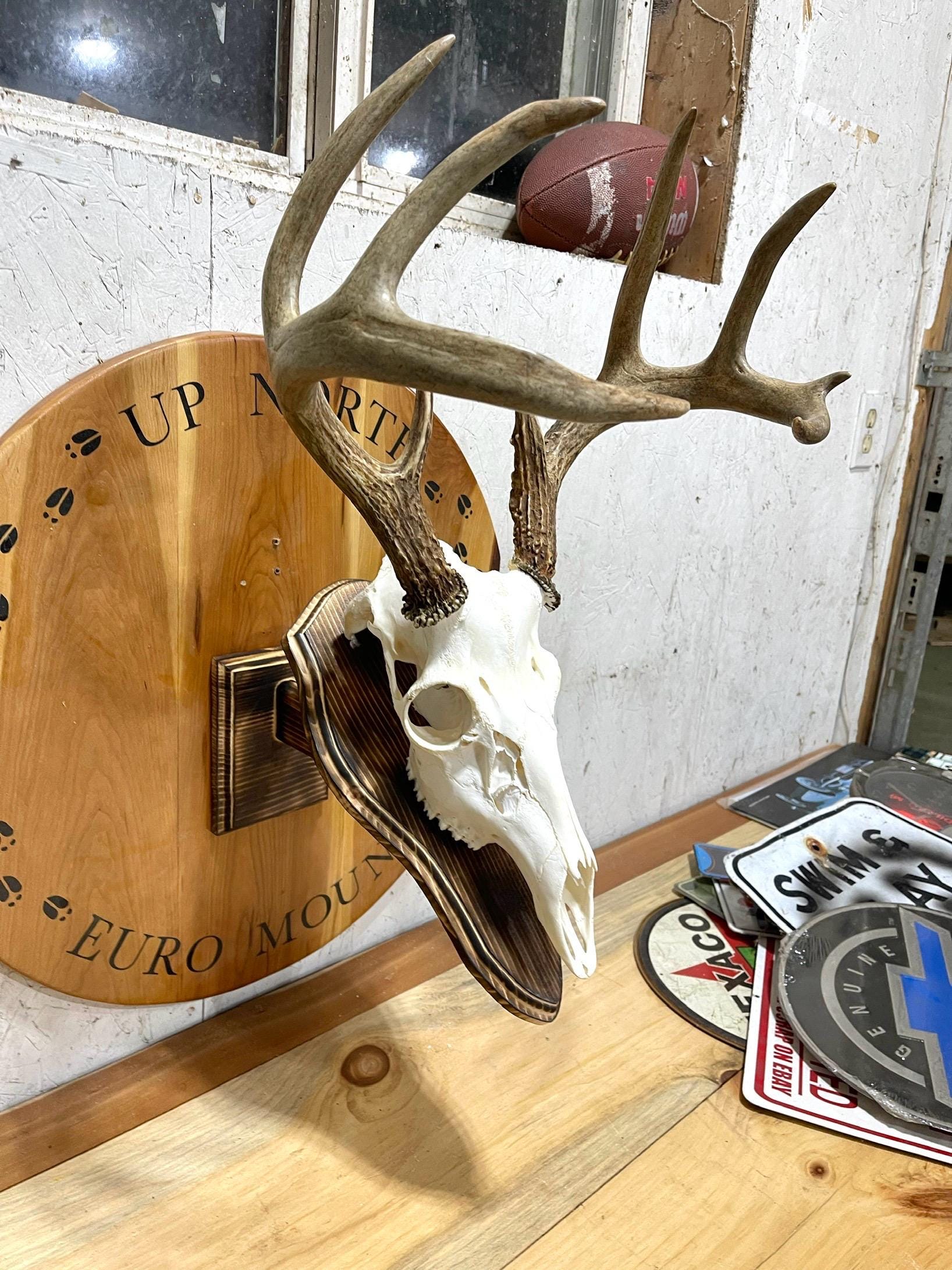 Wall Mounted Euro Mount Display - Etsy