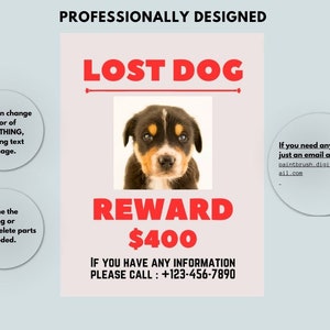 Three Editable Flyers | Missing Cat Sign | Lost Pet Poster | Ten ...