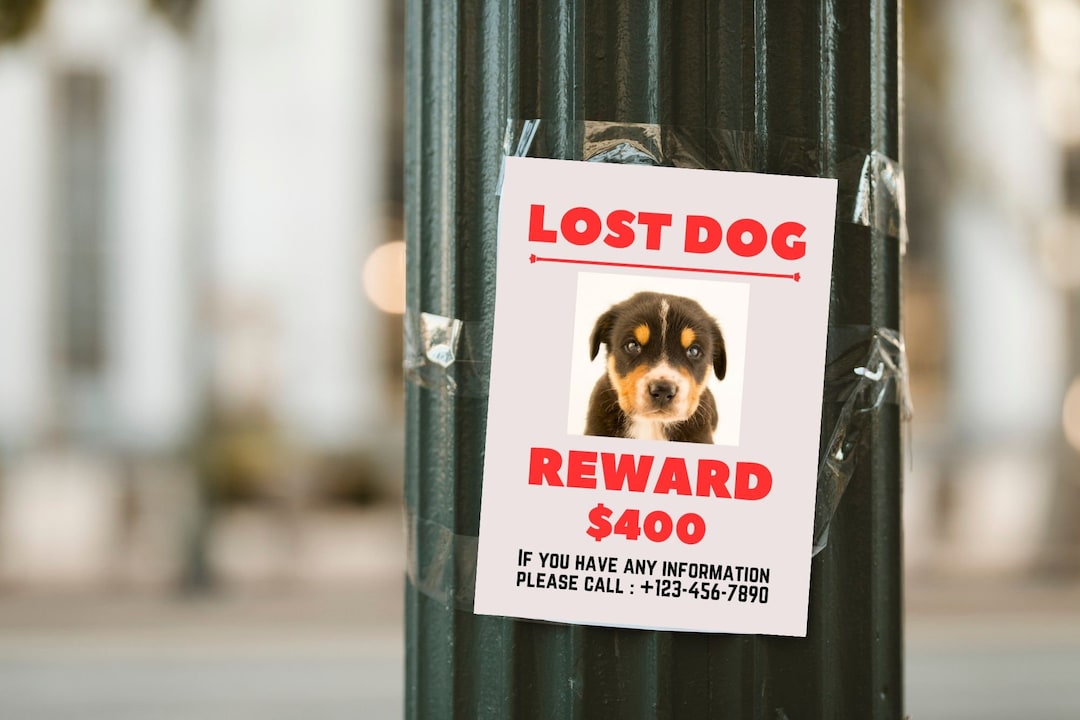 Three Editable Flyers Missing Cat Sign Lost Pet Poster Ten Editable ...