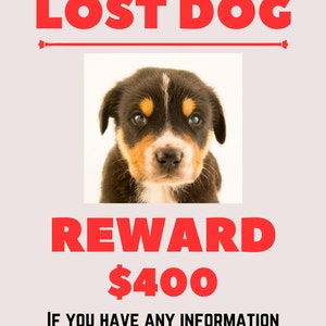 Three Editable Flyers Missing Cat Sign Lost Pet Poster Ten Editable ...