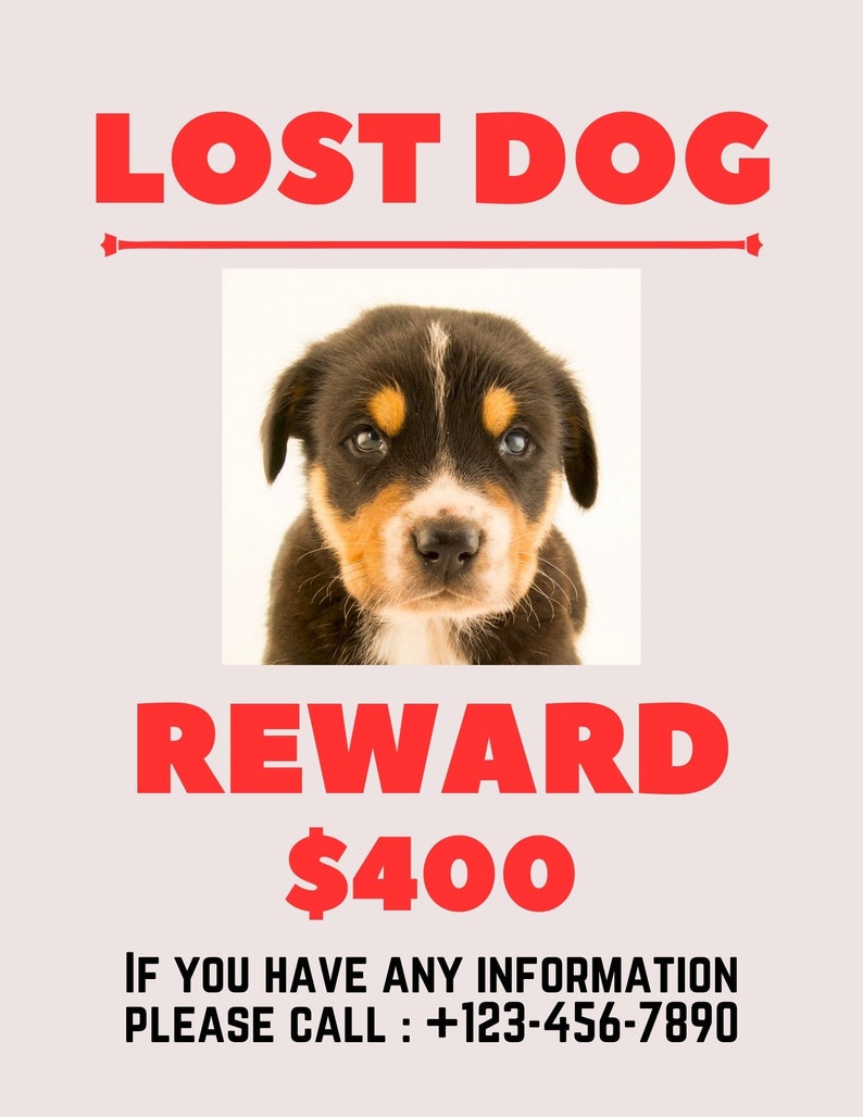 Three Editable Flyers Missing Cat Sign Lost Pet Poster Ten Editable ...