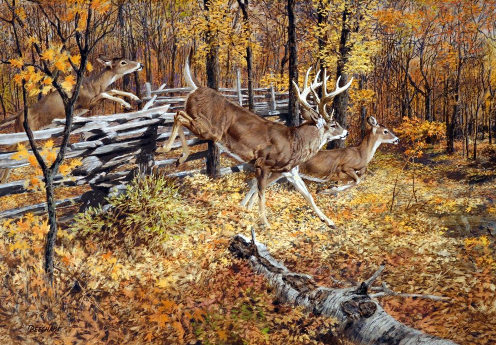 Framed Canvas Art Print Giclee or Poster. Whitetails Deer on the Move ...