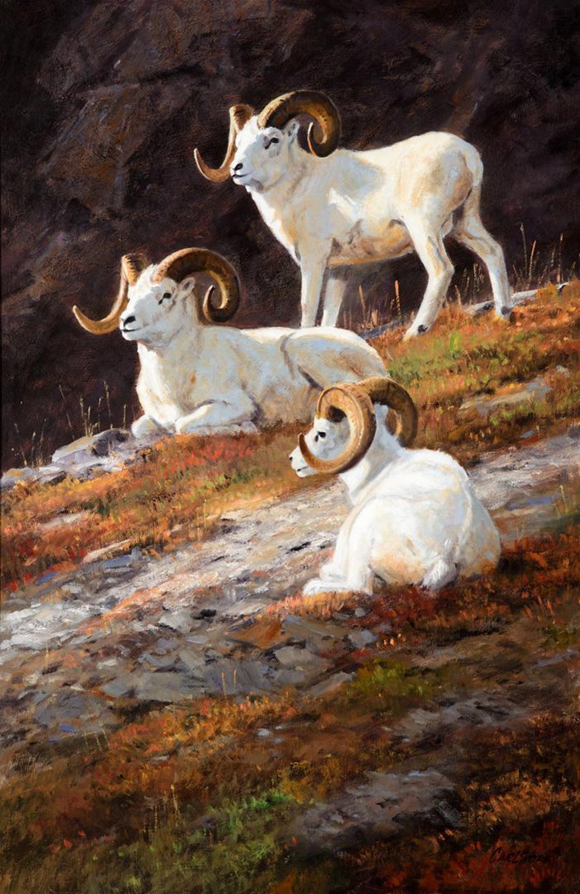 Framed Canvas Art Print Giclee or Poster. Dall Rams Goats Wildlife ...