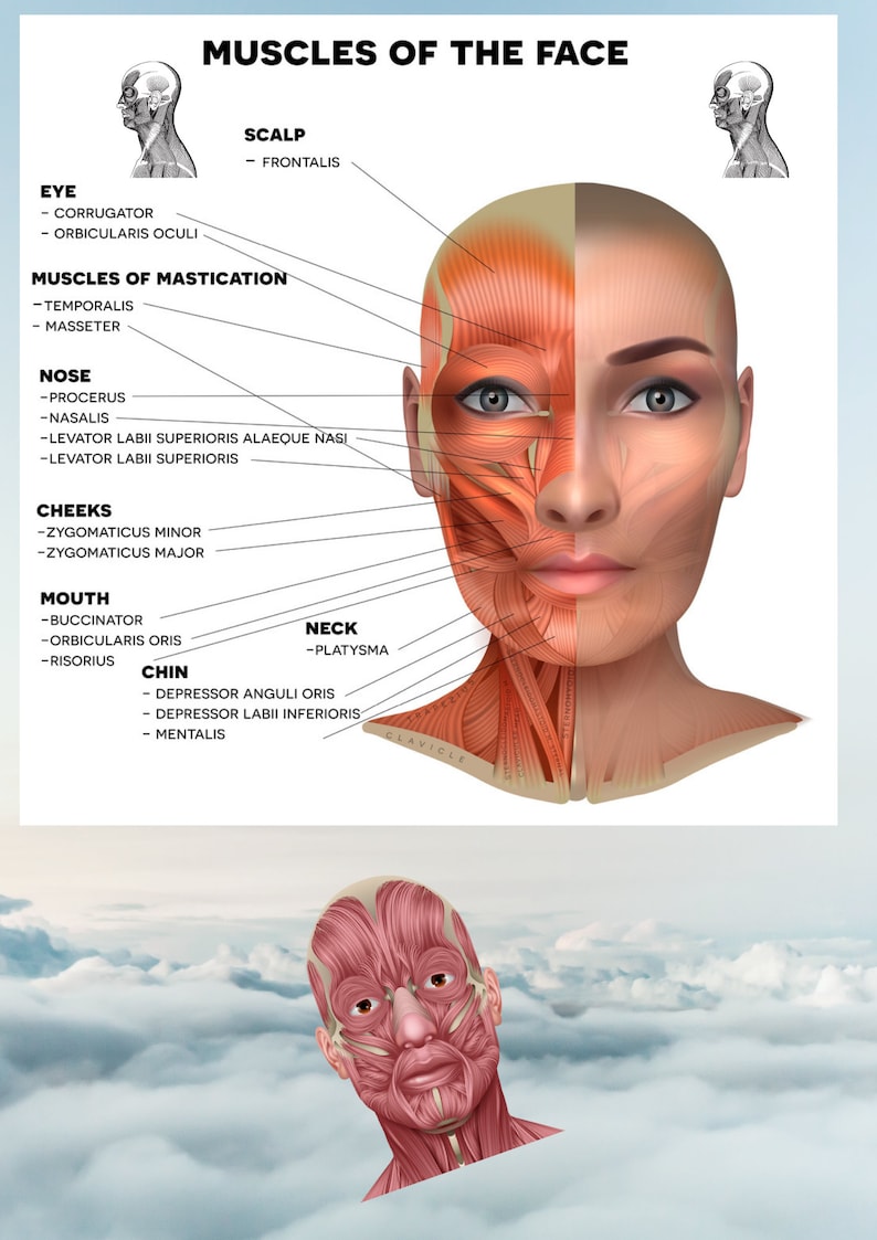 Anatomy & Physiology of the Face Training Manual Editable Tutors ...