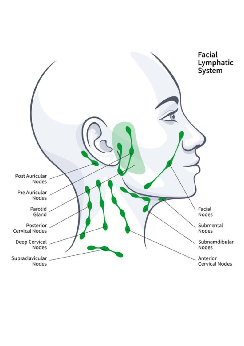 Anatomy & Physiology of the Face Training Manual Editable Tutors ...