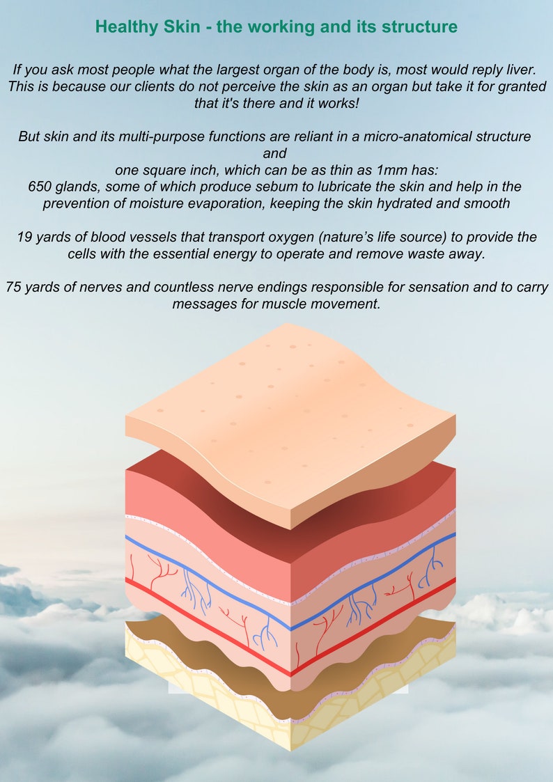 Anatomy & Physiology of the Face Training Manual Editable Tutors ...