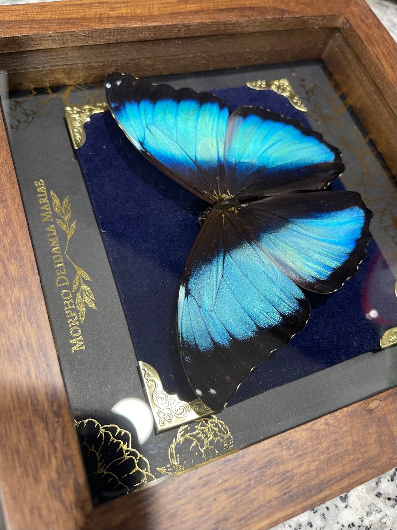 Framed Real Blue Morpho Deidamia Mariae Dark Wood Shadowbox - Etsy