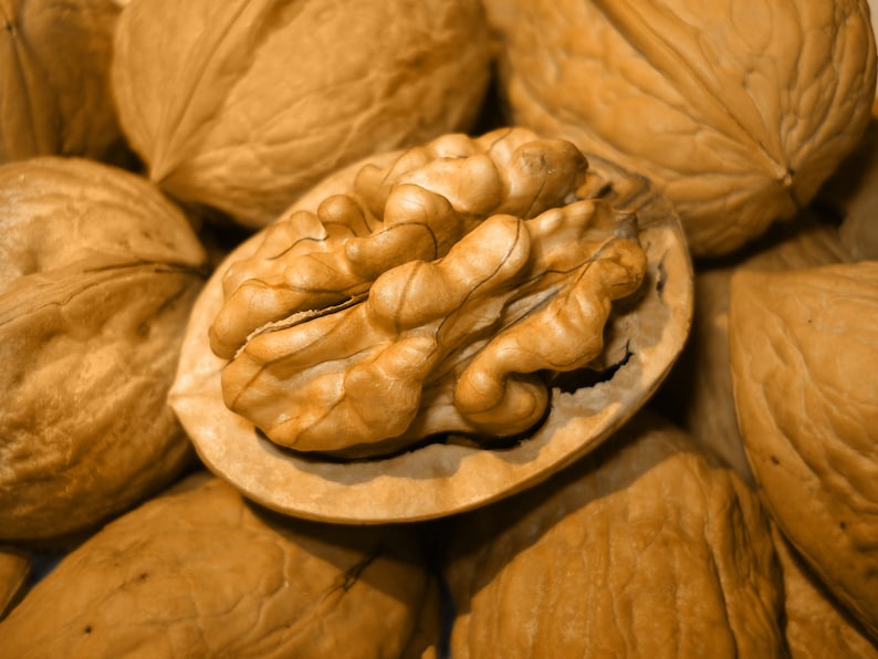 10 Walnuts in Plaster Cast - Etsy