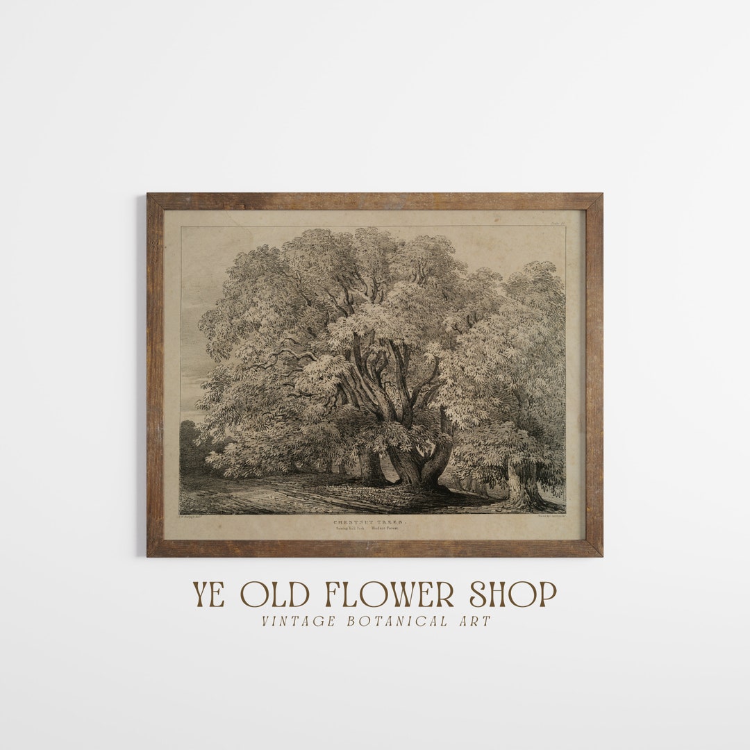 Antique Chestnut Tree Printable, Printable Antique Botanical Drawing ...