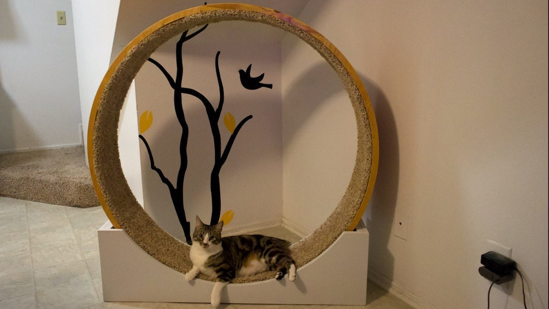 Cat Wheel Exercise Cat Toy Cat Exercise Wheel Cat Running - Etsy