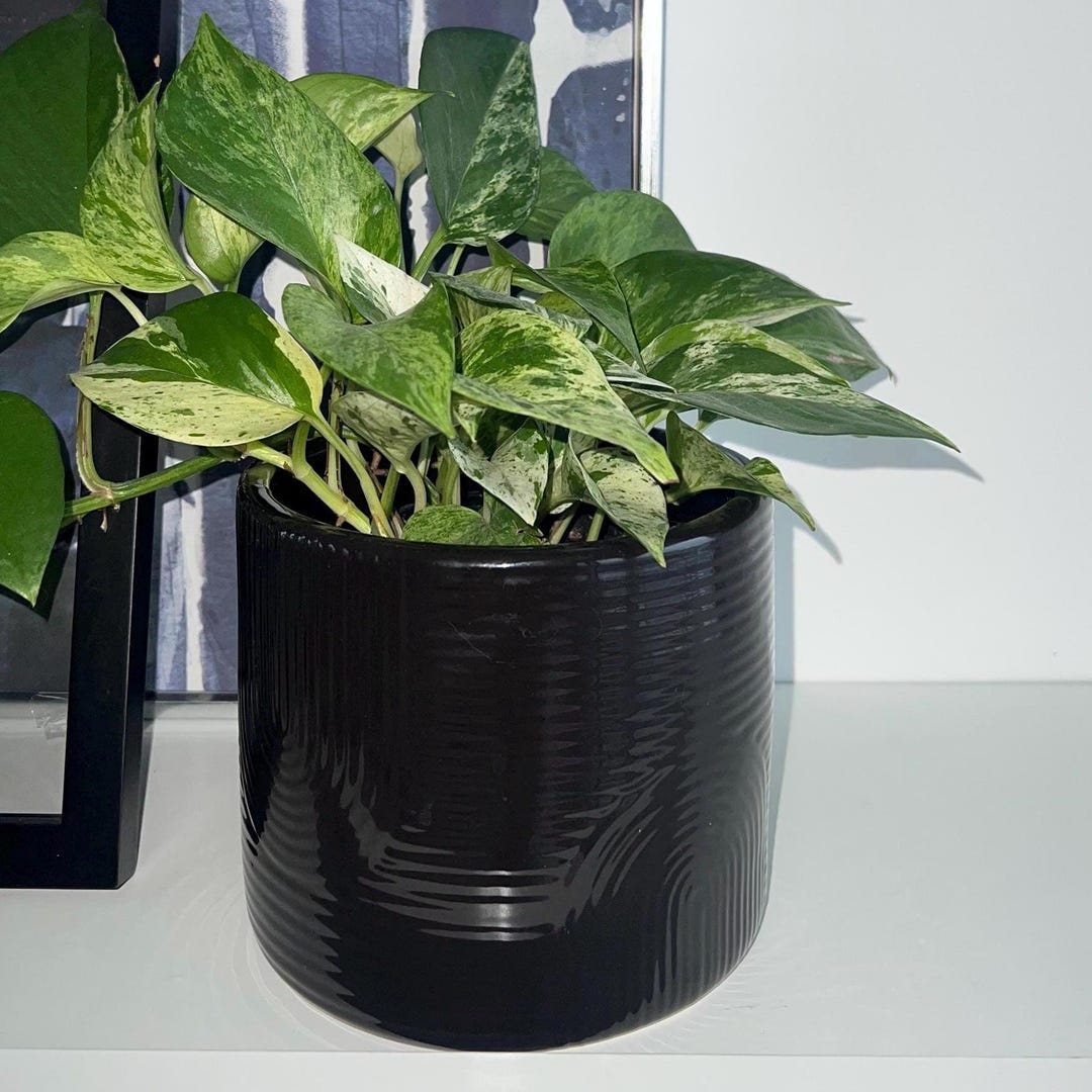 Ceramic Jardiniere Succulent Planter Plant Pot Design for Indoor Plants ...