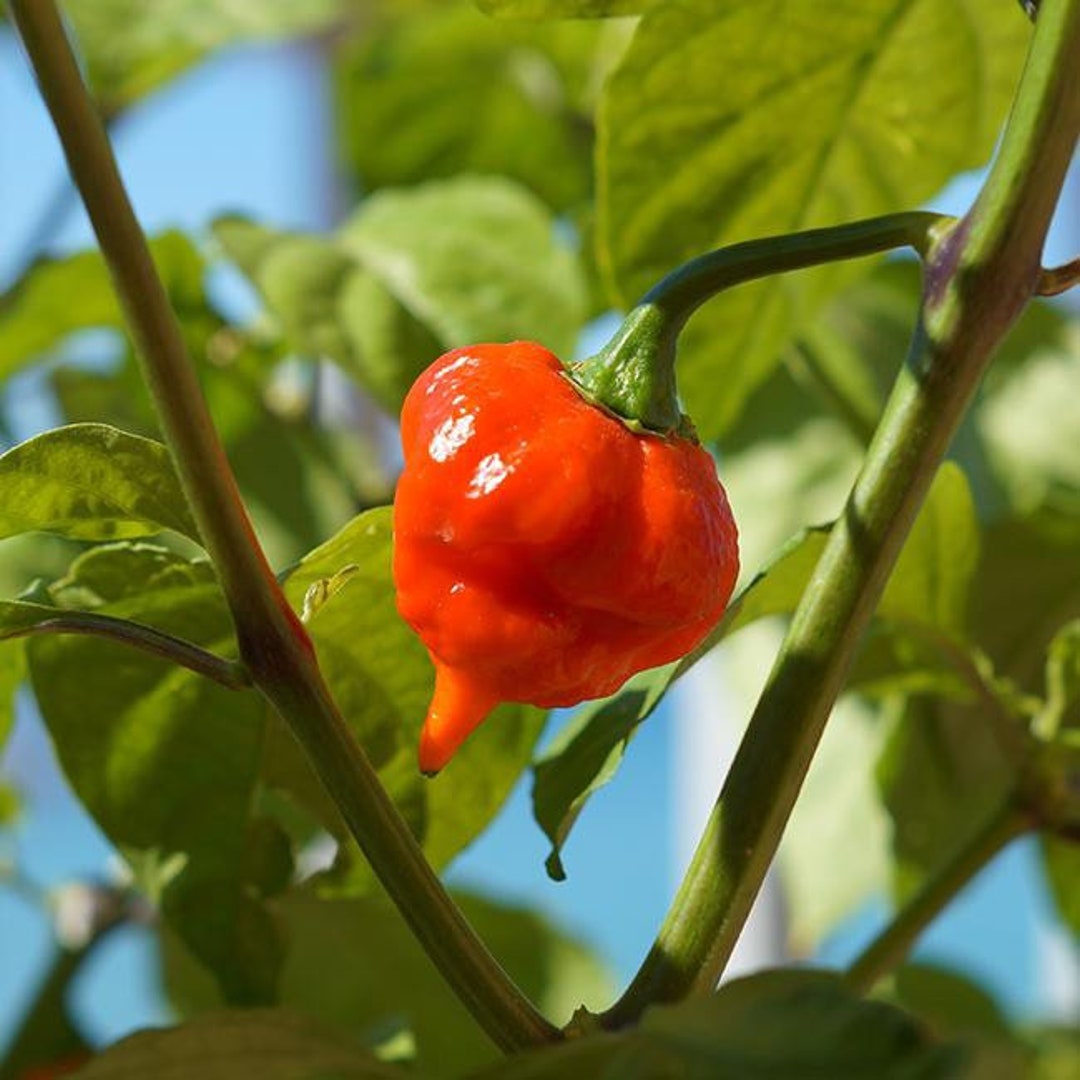 Naga Viper Pepper Live Plant - Etsy