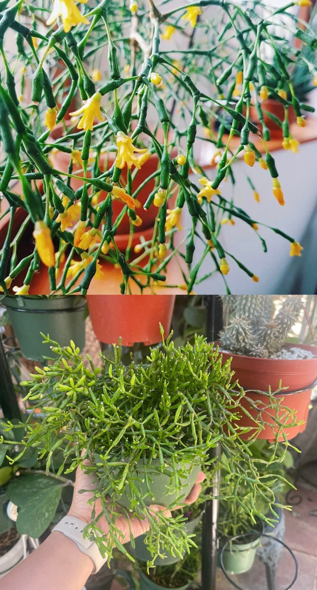 Rhapsalis Salicornioides Aka Dancing Bones 6 Full Pot Orange - Etsy