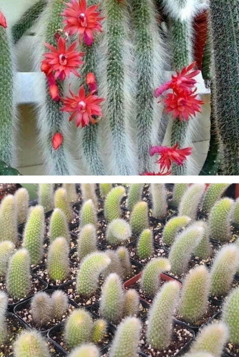 Monkey Tail Cactus 2 Pot - Etsy