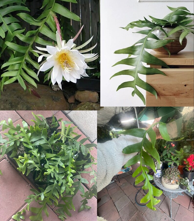 Sharktooth Cactus Single Tail - Etsy