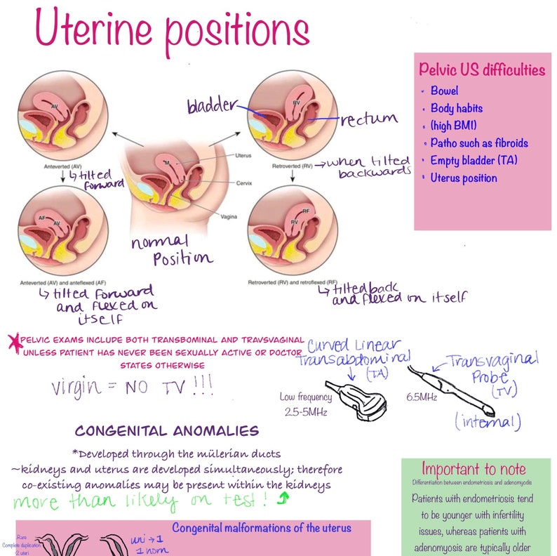 The Uterus Ultrasound Notes - Etsy