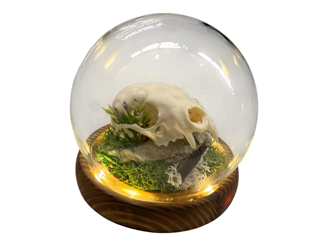 Marten Skull Shadow Box: Alaskan Trapped Display With Lights - Etsy