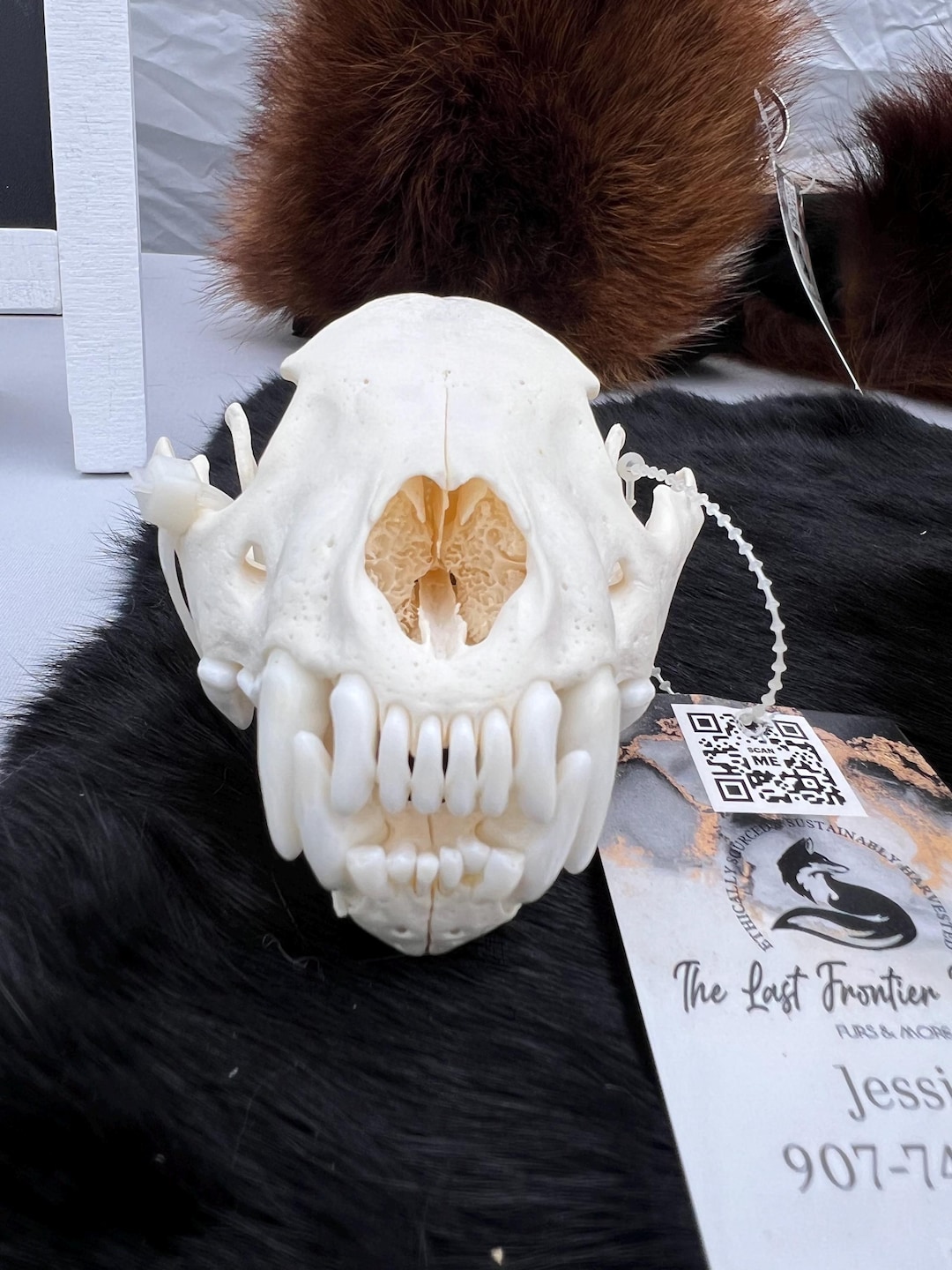 Skull Bones Taxidermy Wolverine Skull - Unique Decor, Gothic Home ...