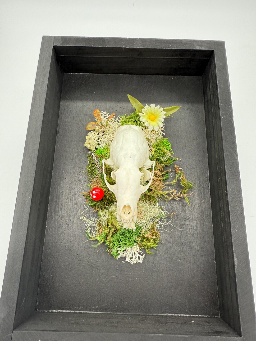 Marten Skull Shadow Box, Skull Art Skull Oddity Taxidermy Gothic Gift ...