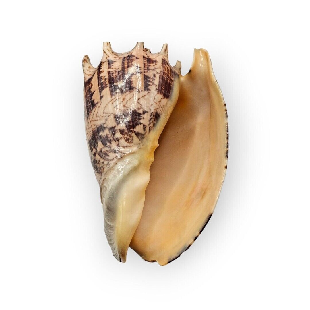 Conch Imperial Volute Horned Sea Shell LARGE SIZE Beautiful Coloration ...